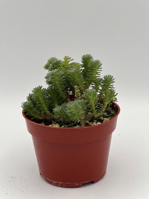 Miniature Joshua Tree 4 Inch Live Succulent Plant Indoor - Etsy