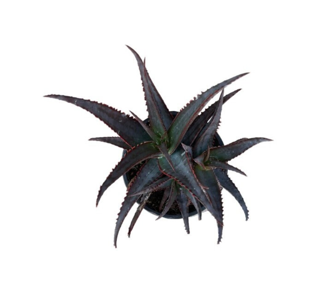 Aloe Diablo | 1 Gallon | Aloe Divaricata | Mr. Toothy Aloe | Devils ...