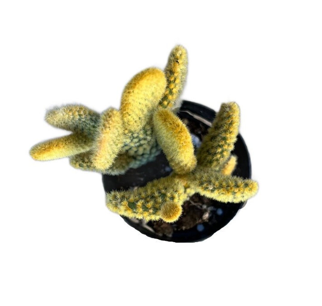 Bunny Ears GOLDEN | 2.5 Inch | Angel Wings | Opuntia Microdasys | Live ...