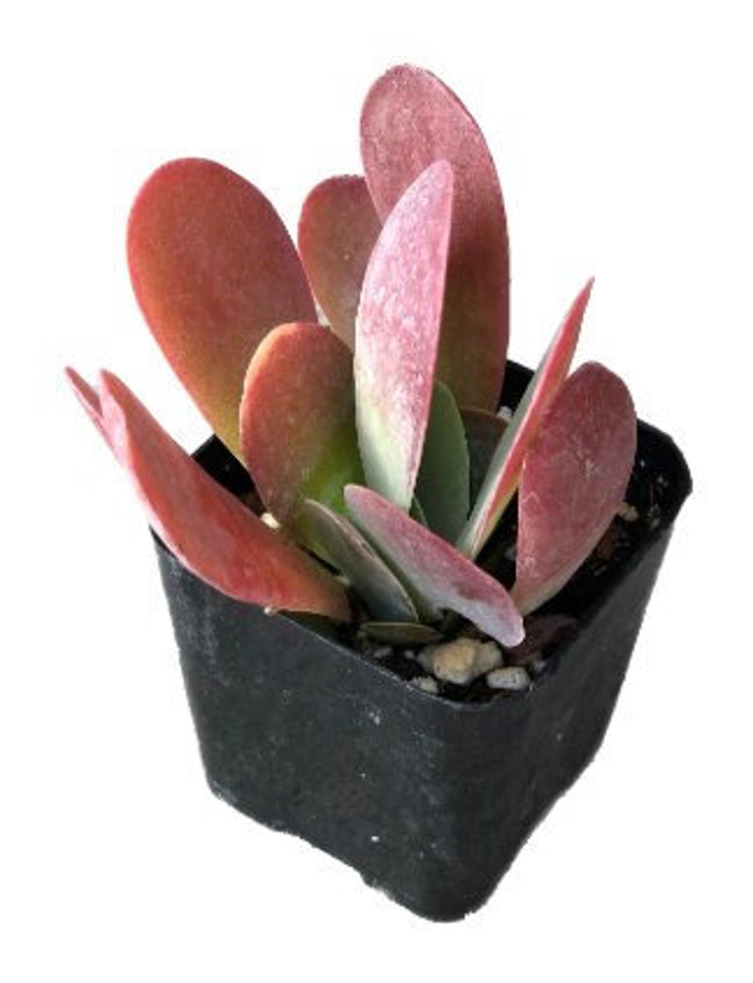 Flapjacks | 2 Inch | Paddle Plant | Kalanchoe Luciae | Live Succulent ...