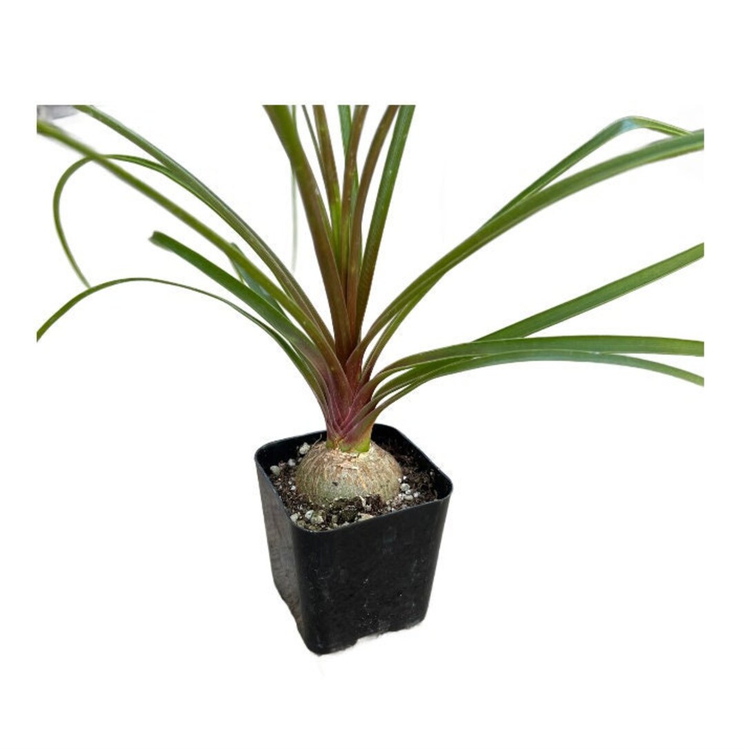 Ponytail Palm Elephants Foot 2 Inch Bottle Plant Live House Plant ...