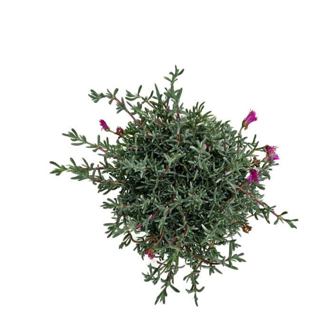Vygie Pink Surprise Ice Plant W/ Pink Flowers | 1 Gallon | Lampranthus ...