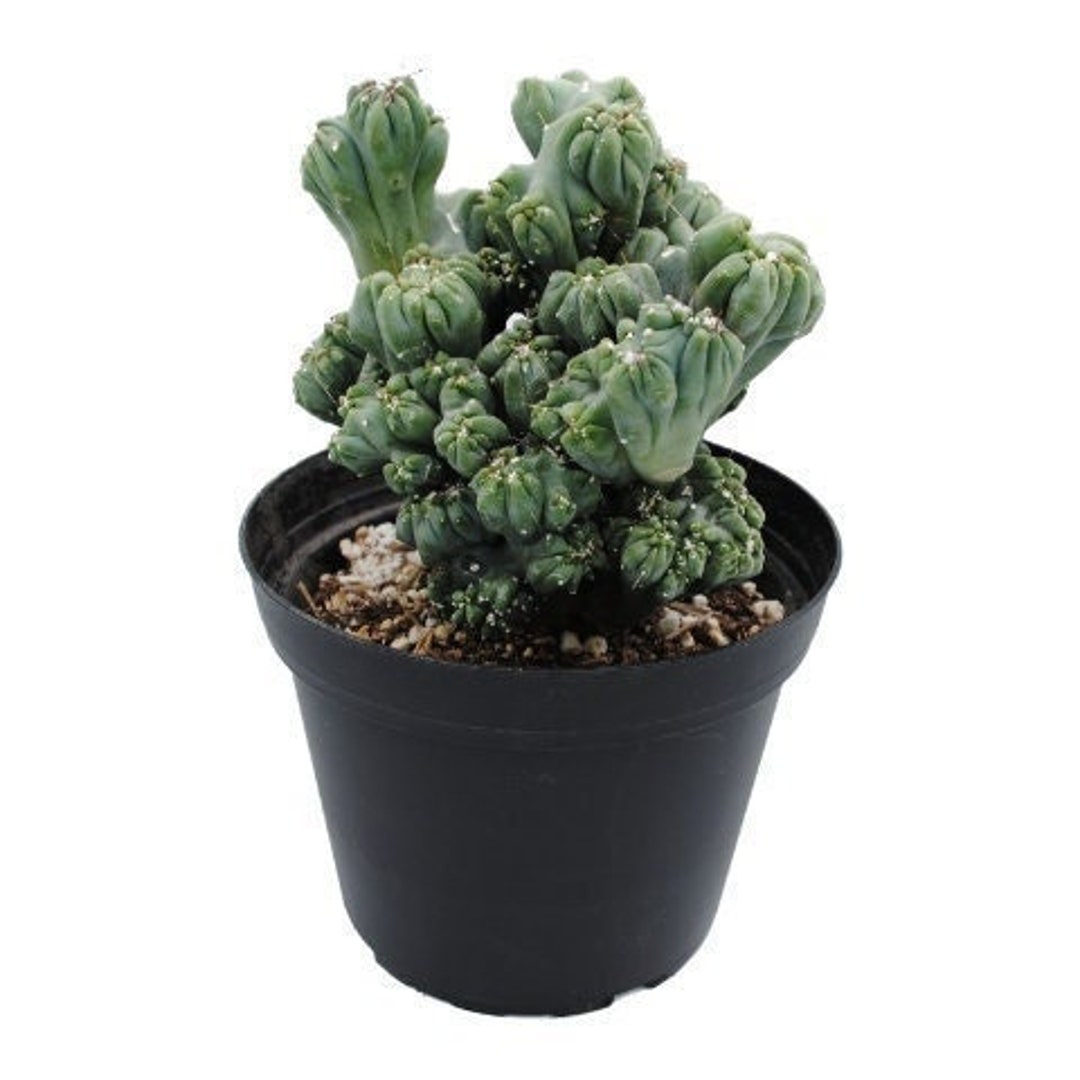Ming Thing Cactus 6 Inch Cereus Forbesii Monstrose Live - Etsy
