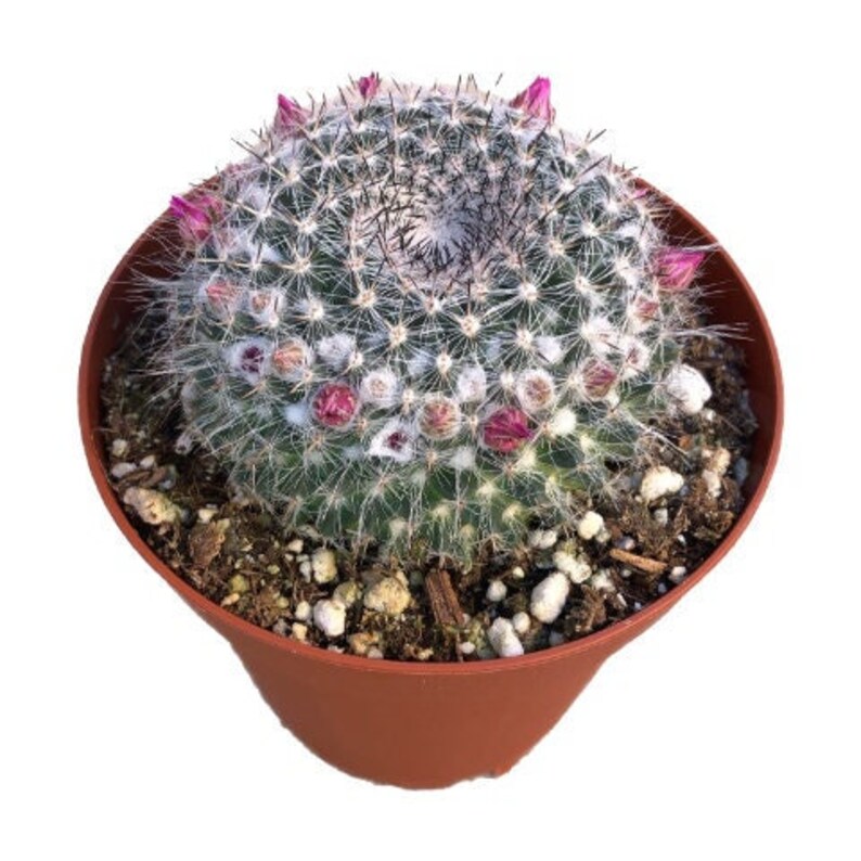 Old Lady Cactus 4 Inch Live Cactus Plant Succulent - Etsy