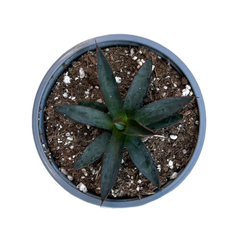 Agave Ocahui | 4 Inch | Live Succulent Plant | Cactus | Indoor Plant ...