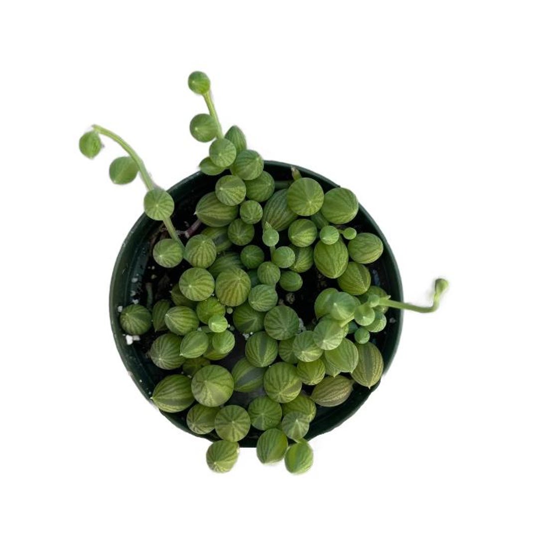 String of Watermelon | 4 Inch | Live Succulent Hanging Plant | Indoor ...