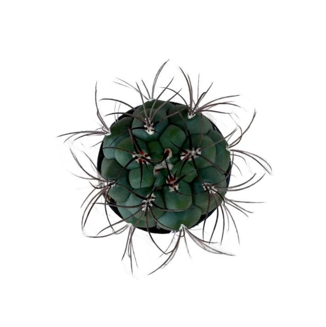 Giant Chin Cactus | 4 Inch | Gymnocalycium Saglionis | Live Cactus ...