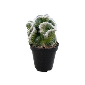 Roller Coaster Crested Cactus No 01 4 Inch Opuntia Hybrid Cristata Live ...