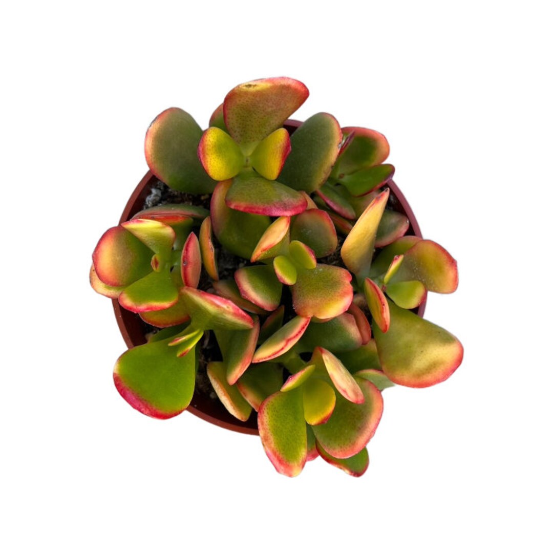 Hummel's Sunset Jade | 4 Inch | Dwarf Jade | Crassula Ovata | Live ...