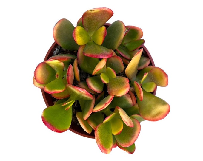 Hummel's Sunset Jade | 4 Inch | Dwarf Jade | Crassula Ovata | Live ...