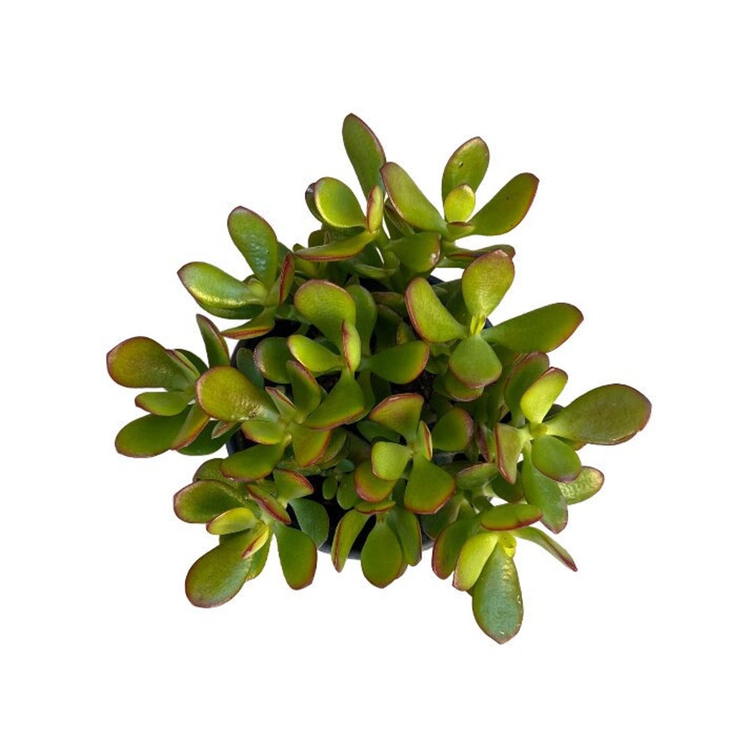 Crosby's Compact Mini Jade 1 Quart Crassula Ovata Compacta Live ...