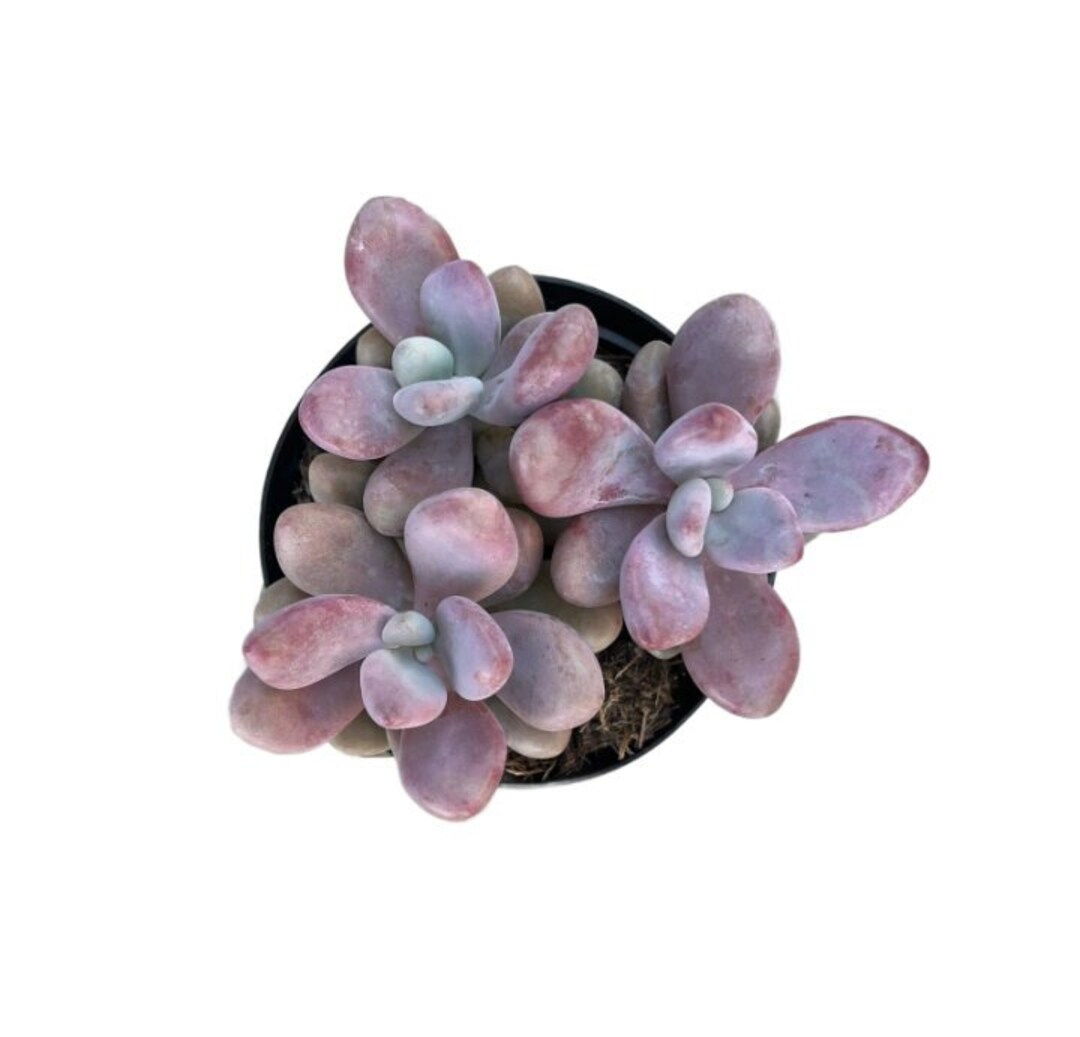 Native Lavender Pebbles 4 Inch Graptopetalum Amethystinum Live ...