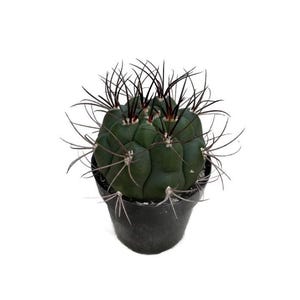 Giant Chin Cactus | 4 Inch | Gymnocalycium Saglionis | Live Cactus ...