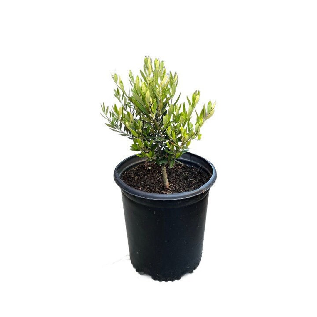 Little Ollie Dwarf Olive Tree | 5 Gallon | Olea Europaea Montra | Live ...