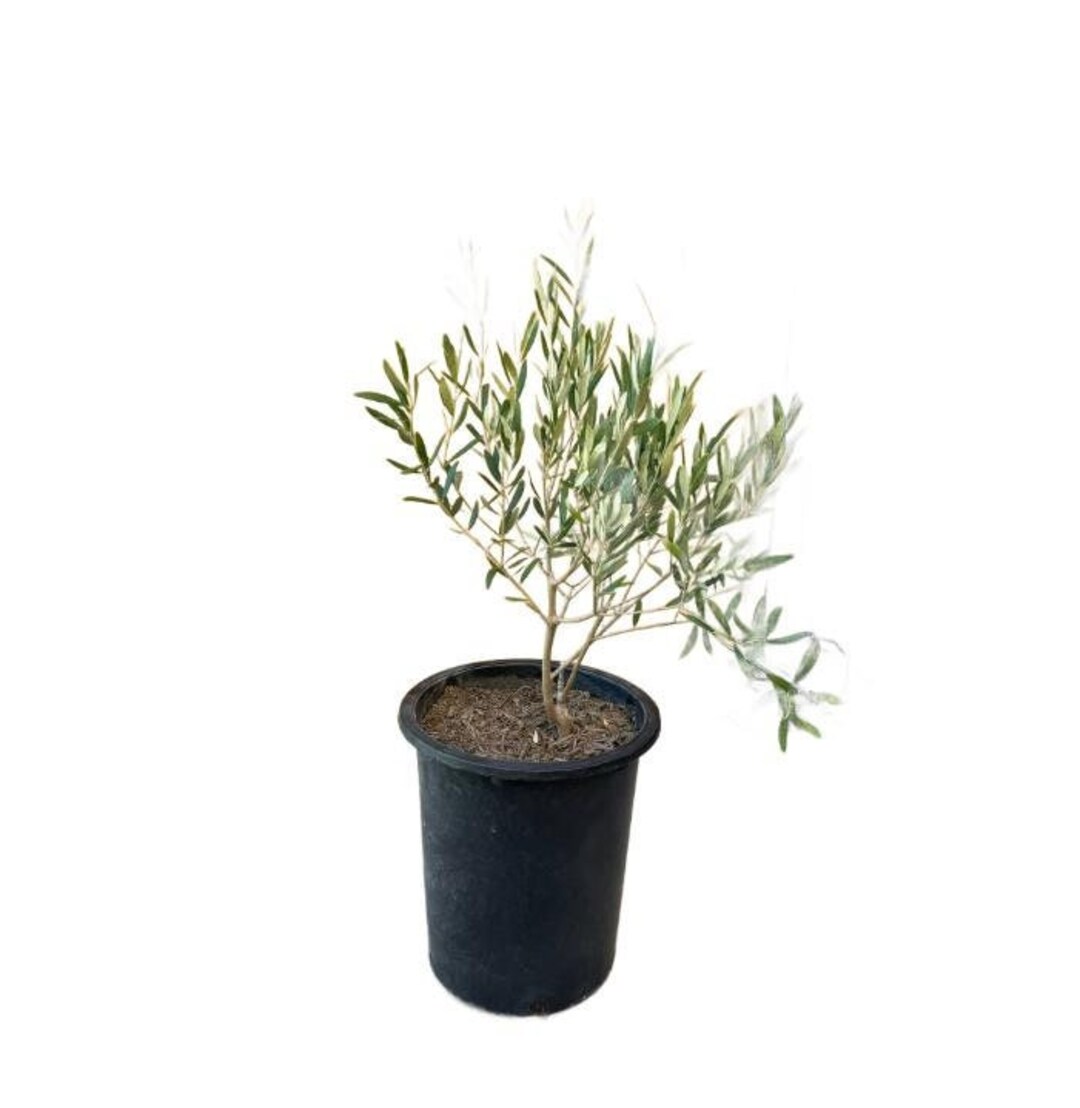 Wilsonii Olive Tree | 5 Gallon | Fruitless Olive Tree | Live Plants ...