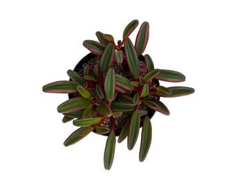 Peperomia Ruby Glow | 4 Inch | Live Succulent Plant | Indoor Plant | - Etsy
