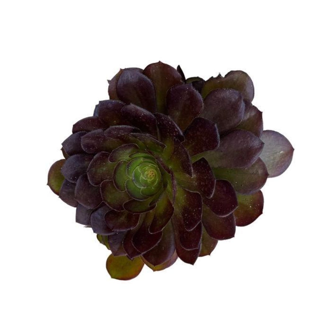 Black Ruby | 1 Gallon | Aeonium Hybrid Black Beauty | Live Succulent ...