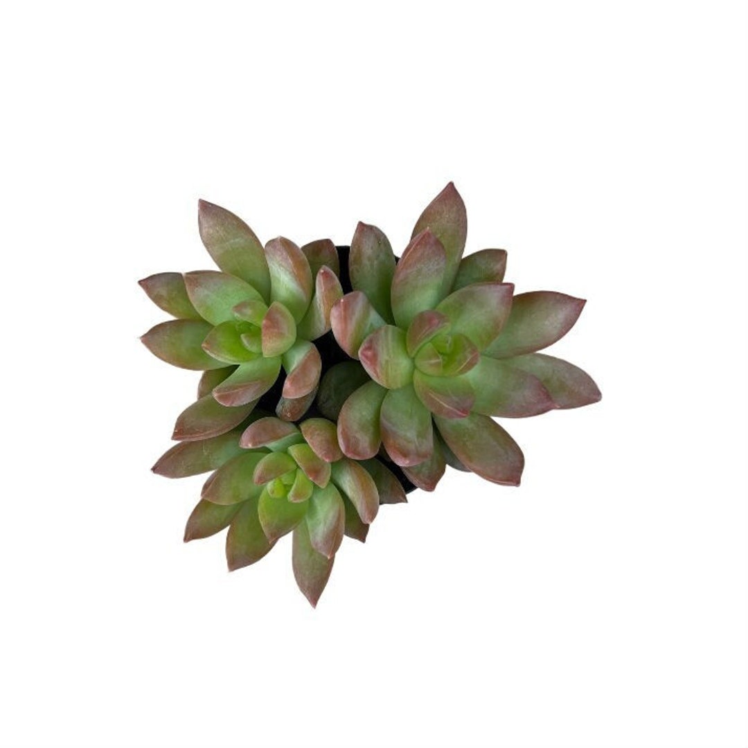 Copper Glow | 2.5 Inch |graptosedum | Live Succulent Plant | Indoor ...