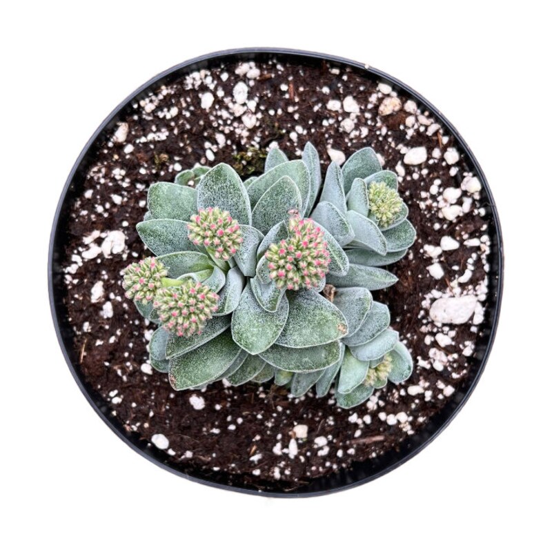 Silver Succulent - Etsy