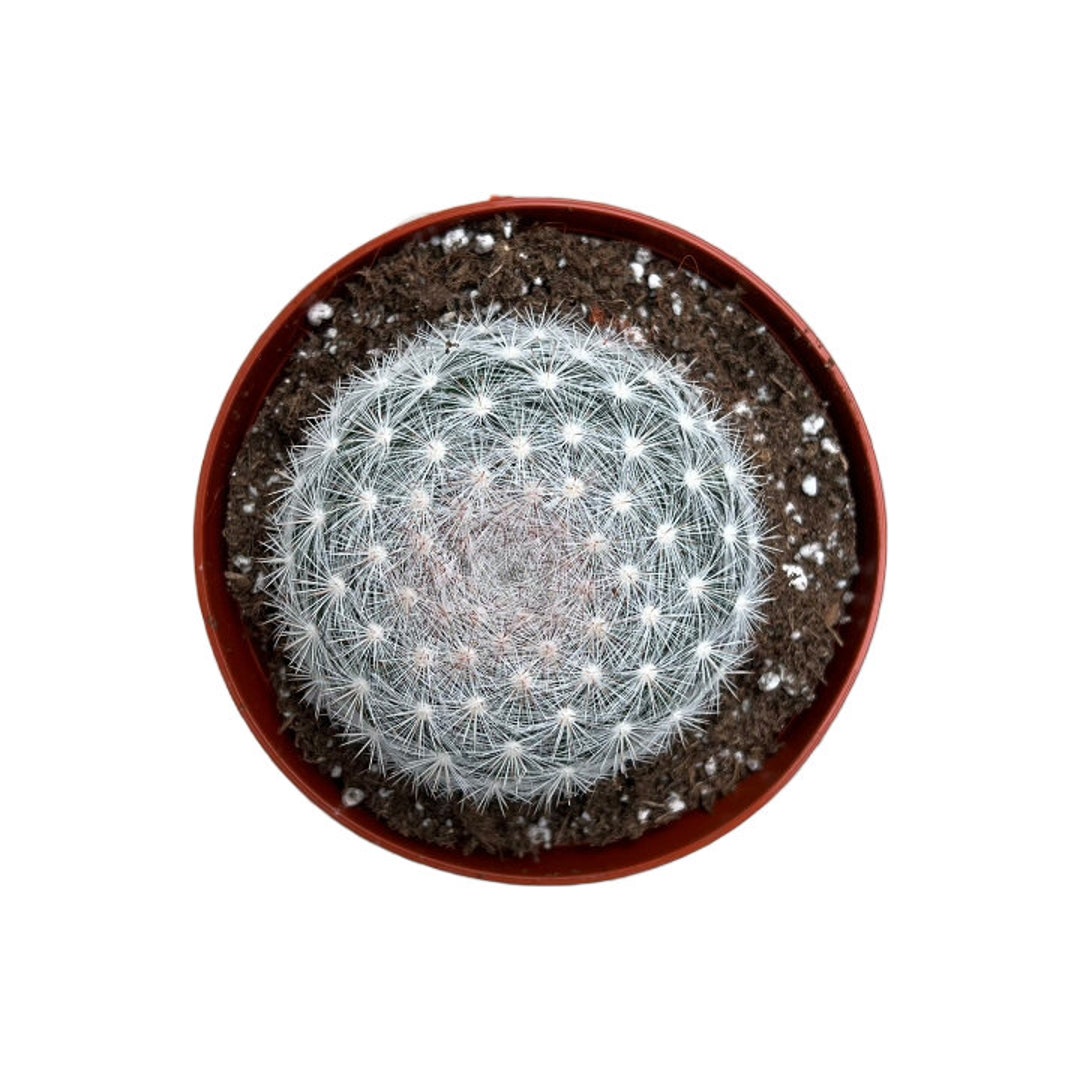 Native Snowball Cactus 4 Inch Mammilloydia Candida Live Cactus Plant ...