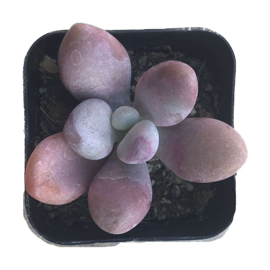 Moonstones PINK 2 Inch Pachyphytum Oviferum Live - Etsy
