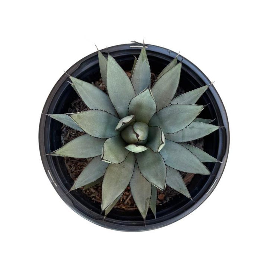 Agave Blue Emperor | 3 Gallon | Live Agave Plant | Cactus | Outdoor ...