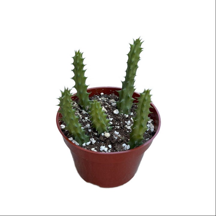 Red Dragon Flower | 4 Inch | Huernia Schneideriana | Rare Succulent ...