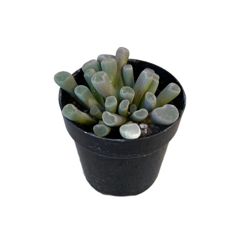 Baby Toes | 2.5 Inch | Fenestraria Rhopalophylla | Mimicry Plants ...