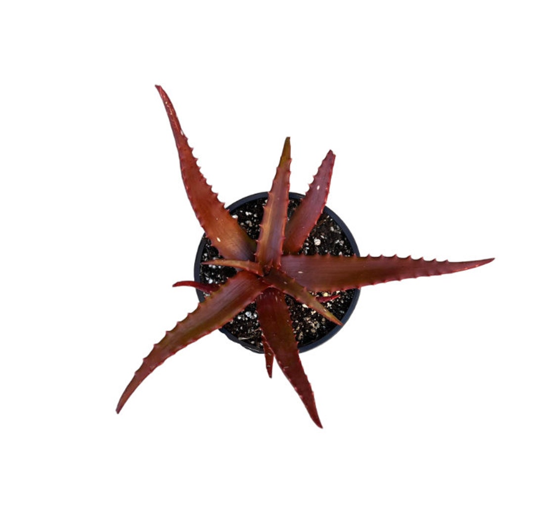 Starfish Aloe | 1 Gallon | Aloe Cameronii | Live Succulent Plant ...