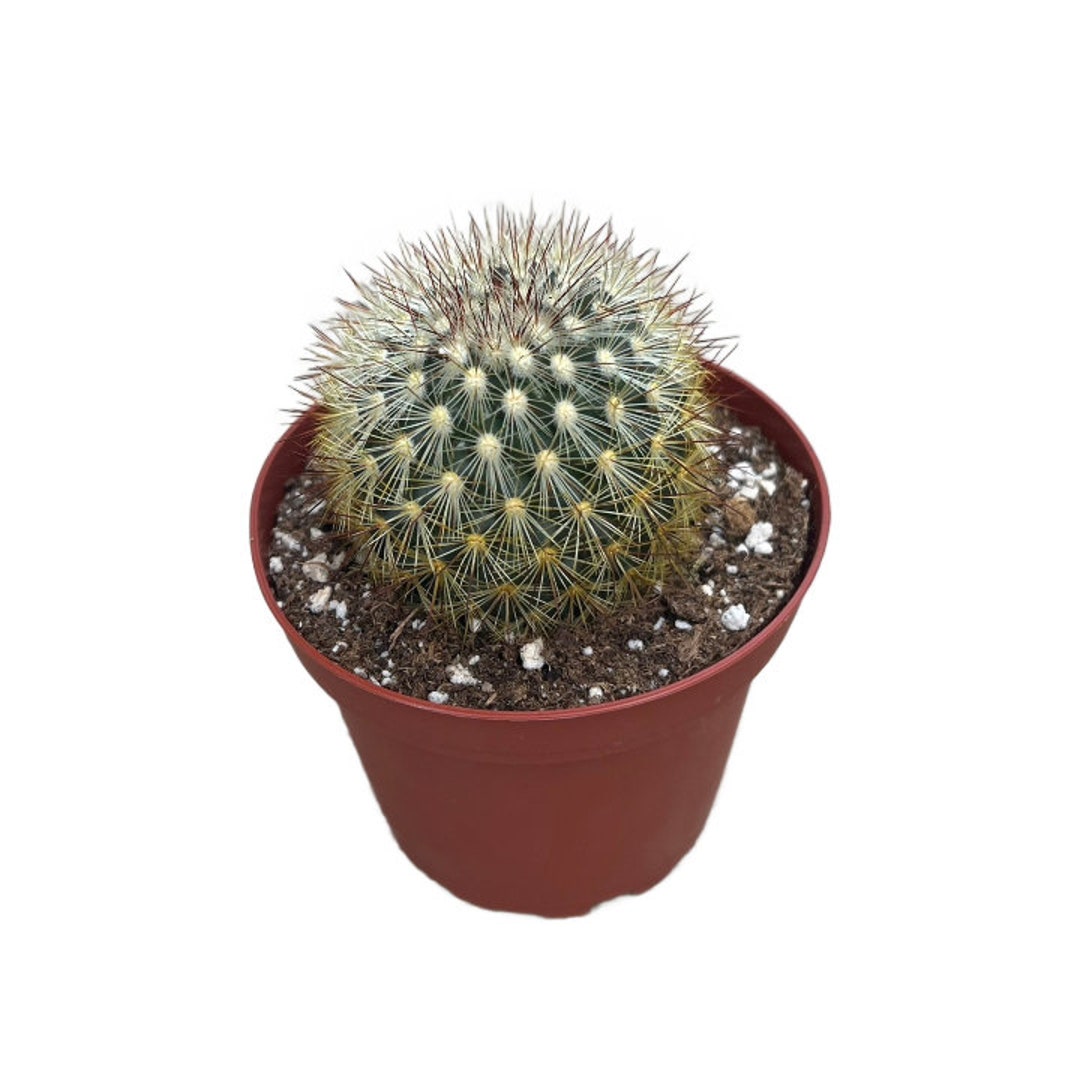 Mammillaria Densispina 4 Inch Live Cactus Plant - Etsy