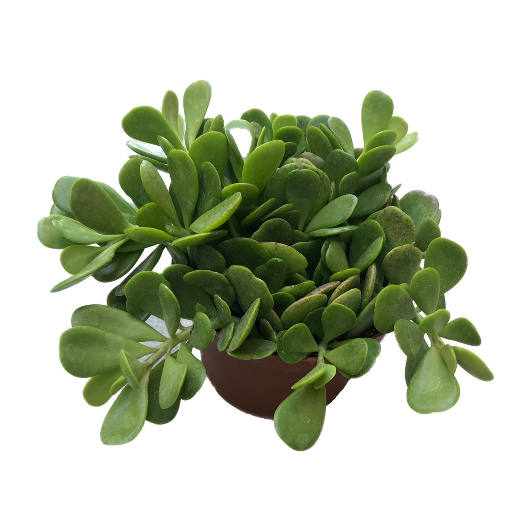 Weeping Jade | 6 Inch | Live Succulent Hanging Plant | Indoor Plant ...