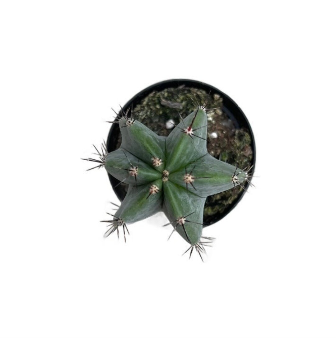 Gray Ghost Organ Pipe Cactus | 2.5 Inch | Stenocereus Pruinosus | Live ...