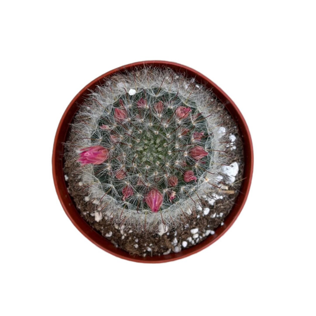 Native Powder Puff Cactus 4 Inch Powder Puff Cactus Pincushion Cactus ...