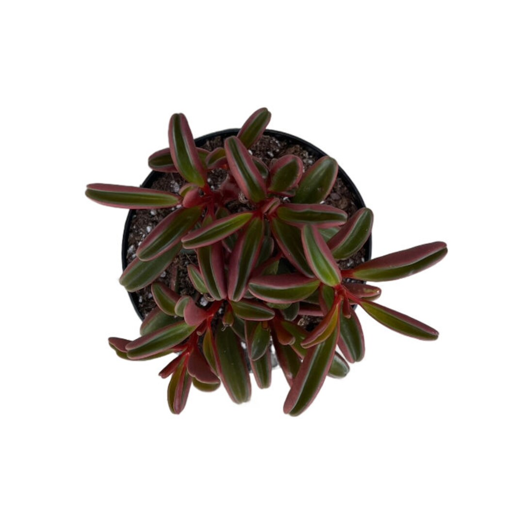 Peperomia Ruby Glow 4 Inch Live Succulent Plant Indoor - Etsy