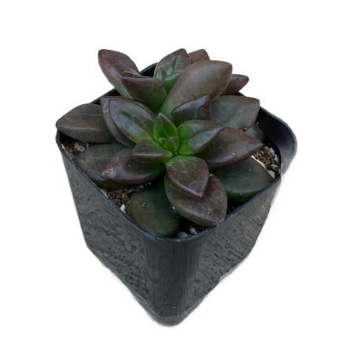 Jet Beads 2 Inch Sedeveria Live Succulent Plant Indoor - Etsy