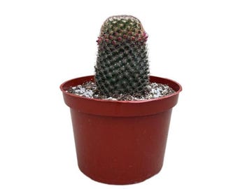 Thumb Cactus - 3 Posts | 6 Inch | Mammillaria Matudae | Live Cacti ...