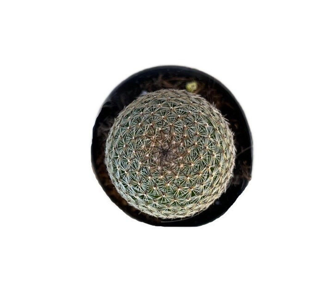Thumb Cactus | 4 Inch | Mammillaria Matudae | Live Cacti Plant ...