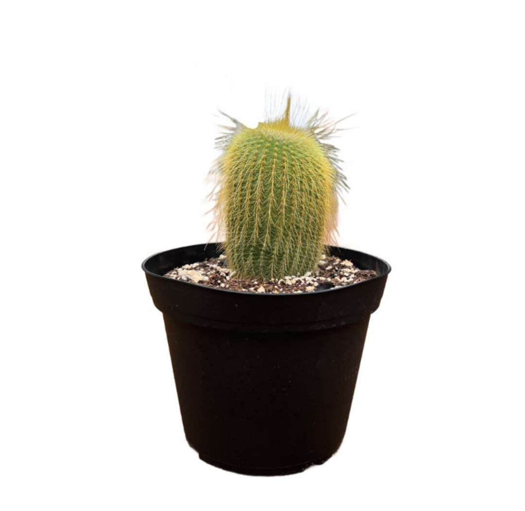Golden Ball Cactus | 6 Inch | Notocactus Leninghausii | Live Cactus ...