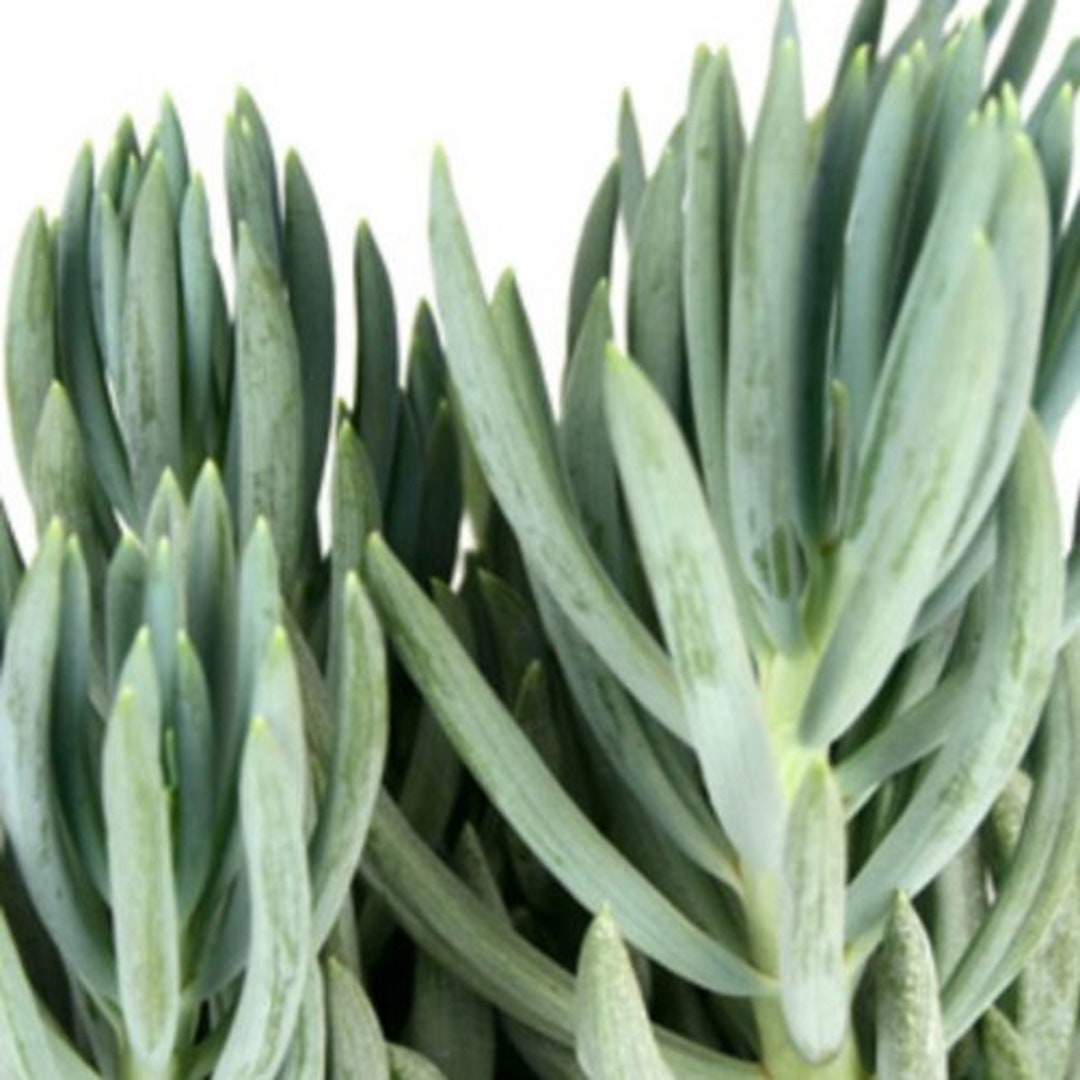 Blue Chalk Sticks | 2 Inch | Live Succulent Plant | Indoor Plant ...