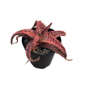 Aloe Crimson Dragon 4 Inch Live Aloe Plant Succulent Cactus Indoor ...