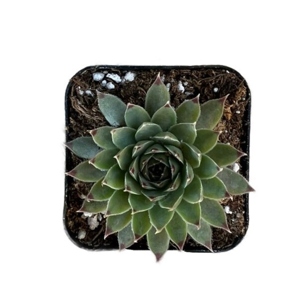 Hens and Chicks Succulent - Etsy
