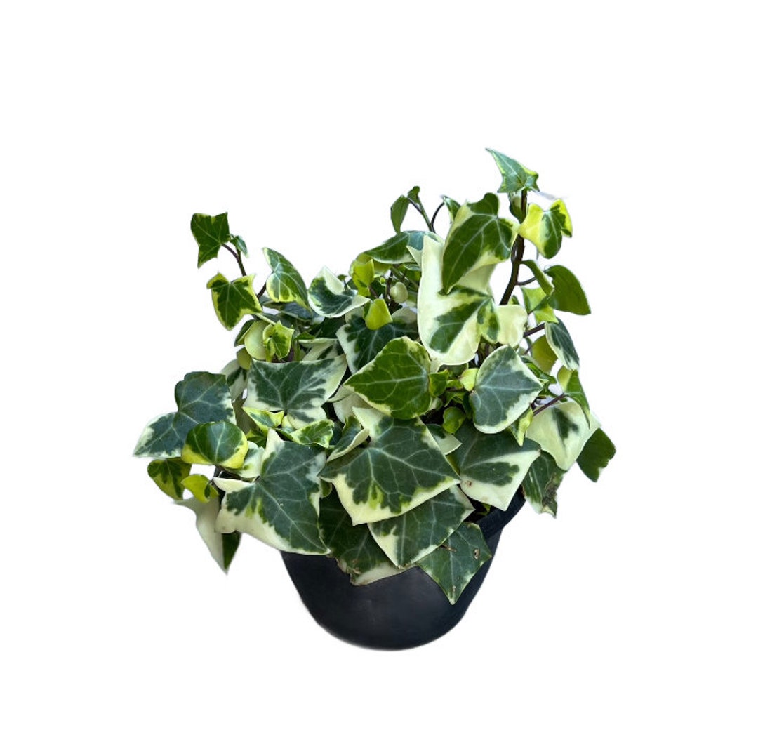Morning Frost | 6 Inch | Variegated Wax Ivy | Macroglossus | Live ...
