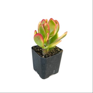 Hummel's Sunset Jade 2 Inch Dwarf Jade Crassula Ovata Live Succulent ...