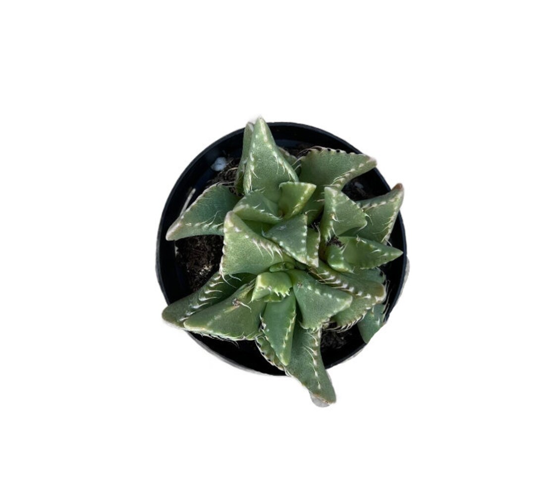 Tiger Jaws | 2.5 Inch | Faucaria Tigrina | Mimicry Plants | Live ...