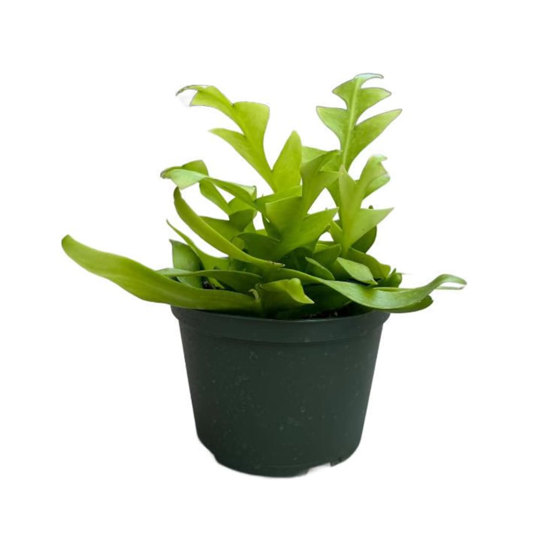 Shark Tooth Cactus | 6 Inch | Selenicereus Chrysocardium | Live ...