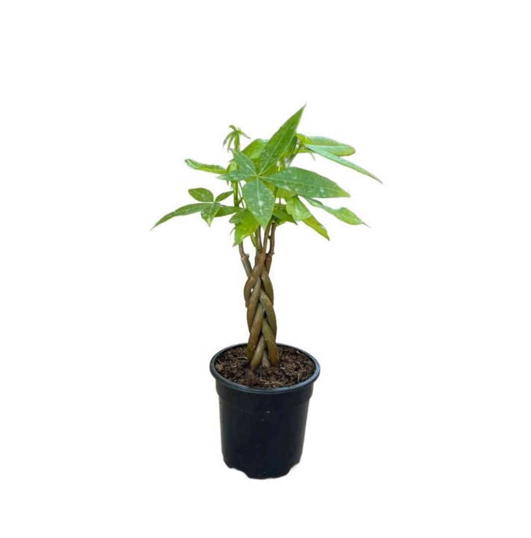 Mini Money Tree Plant 4 Inch Mini Pachira Aquatica Braided Live House ...