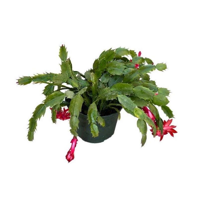 Christmas Cactus - Etsy