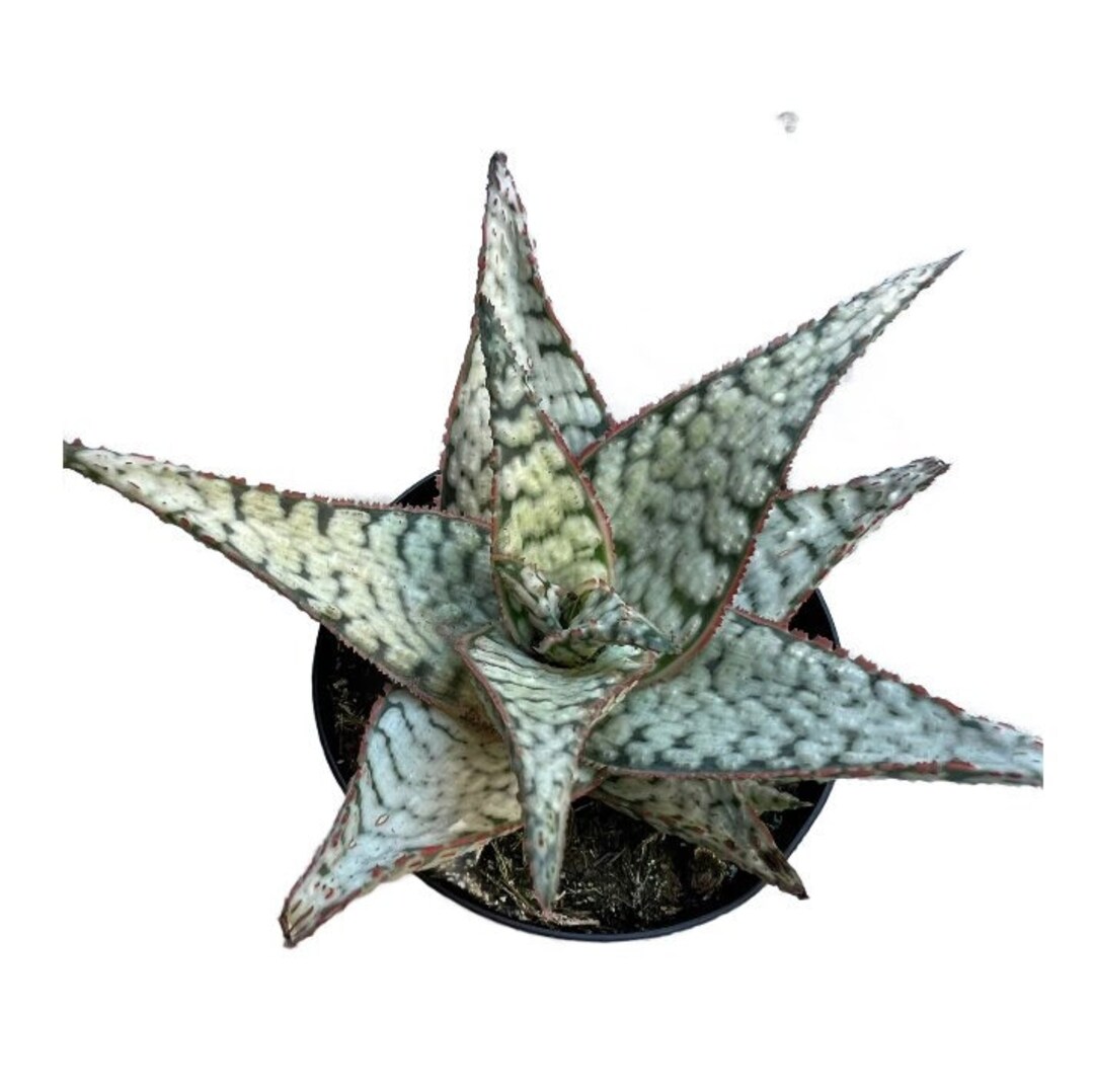 Native Candy Cane Aloe 4 Inch Live Succulent Plant Indoor Plant House ...