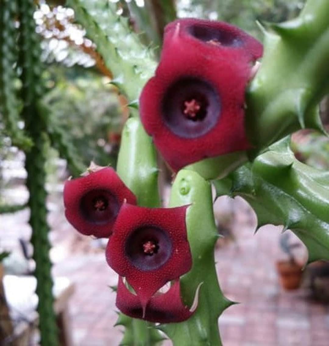 Red Dragon Flower | 2 Inch | Huernia Schneideriana | Rare Succulent ...