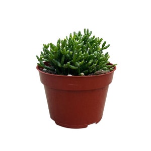 Dancing Bones Cactus | 4 Inch | Rhipsalis Salicornioides | Live ...